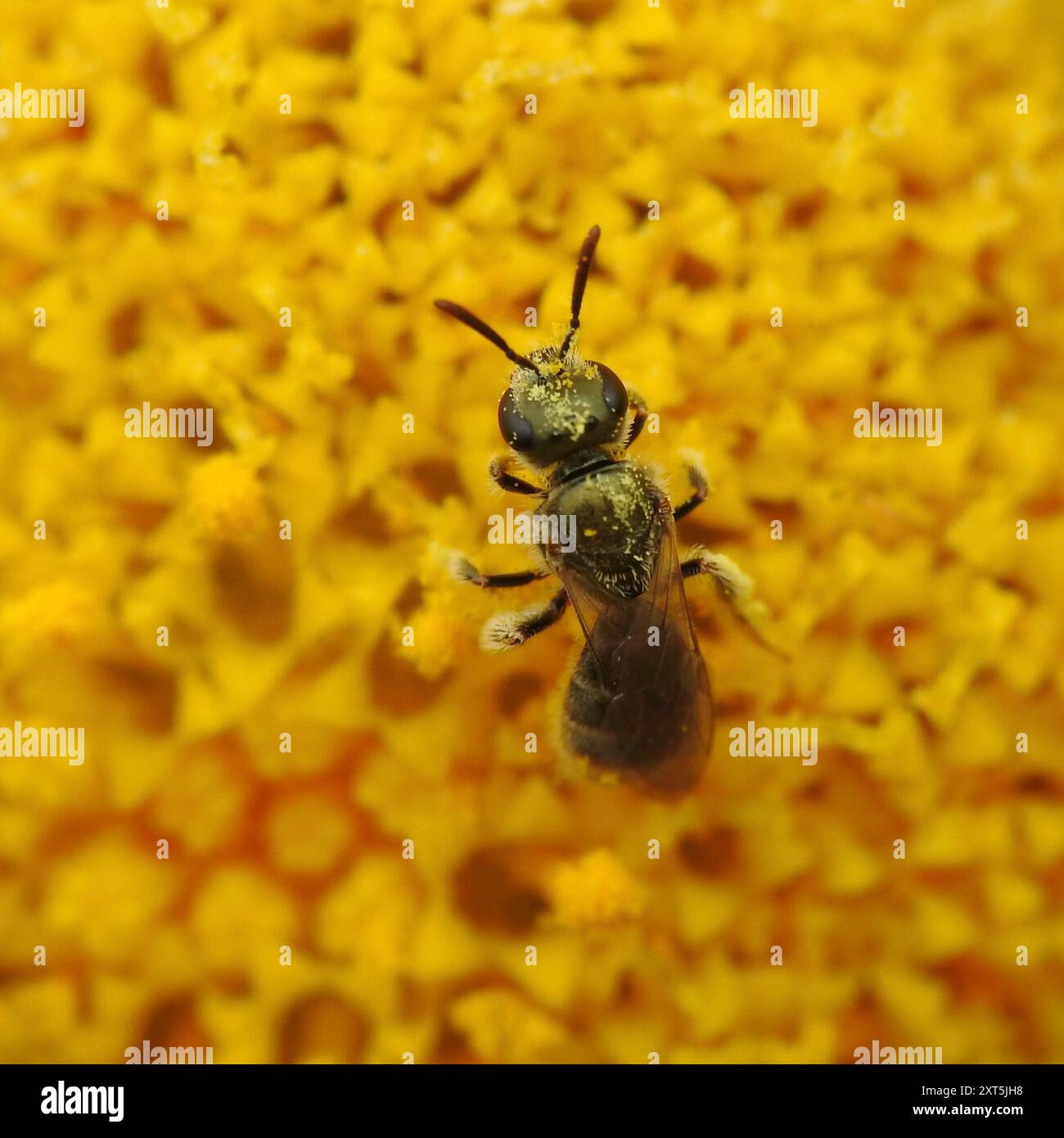 Metallic Sweat Bees (Dialictus) Insecta Stock Photo - Alamy