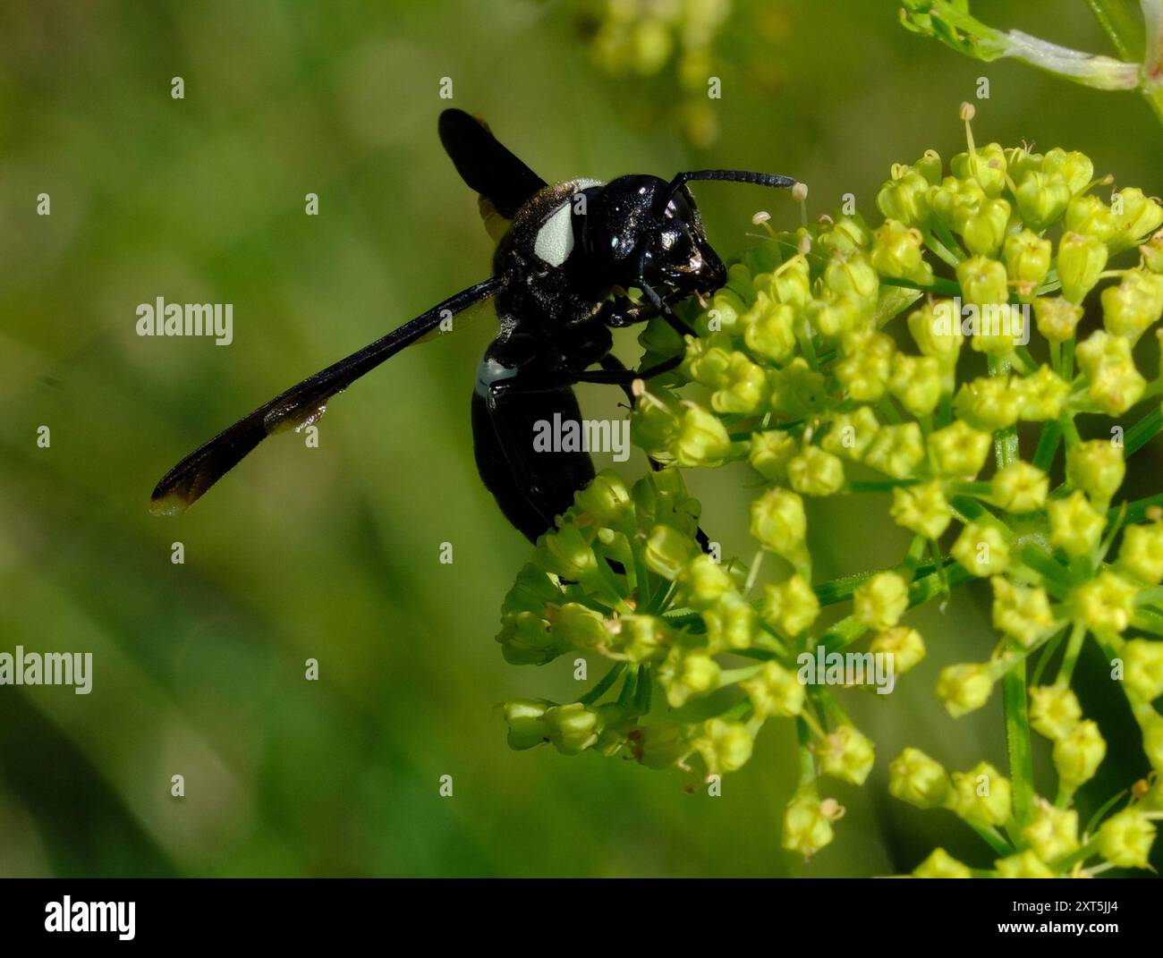 Four-toothed Mason Wasp (Monobia quadridens) Insecta Stock Photo - Alamy