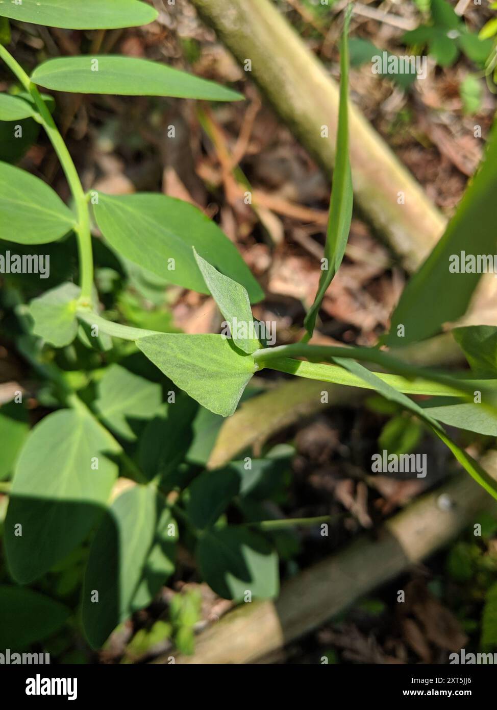 Leafy Pea (Lathyrus polyphyllus) Plantae Stock Photo - Alamy