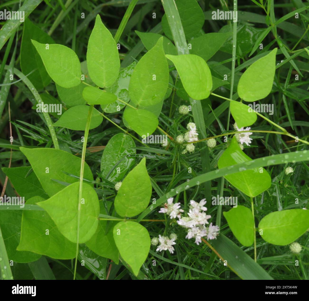 American groundnut (Apios americana) Plantae Stock Photo - Alamy