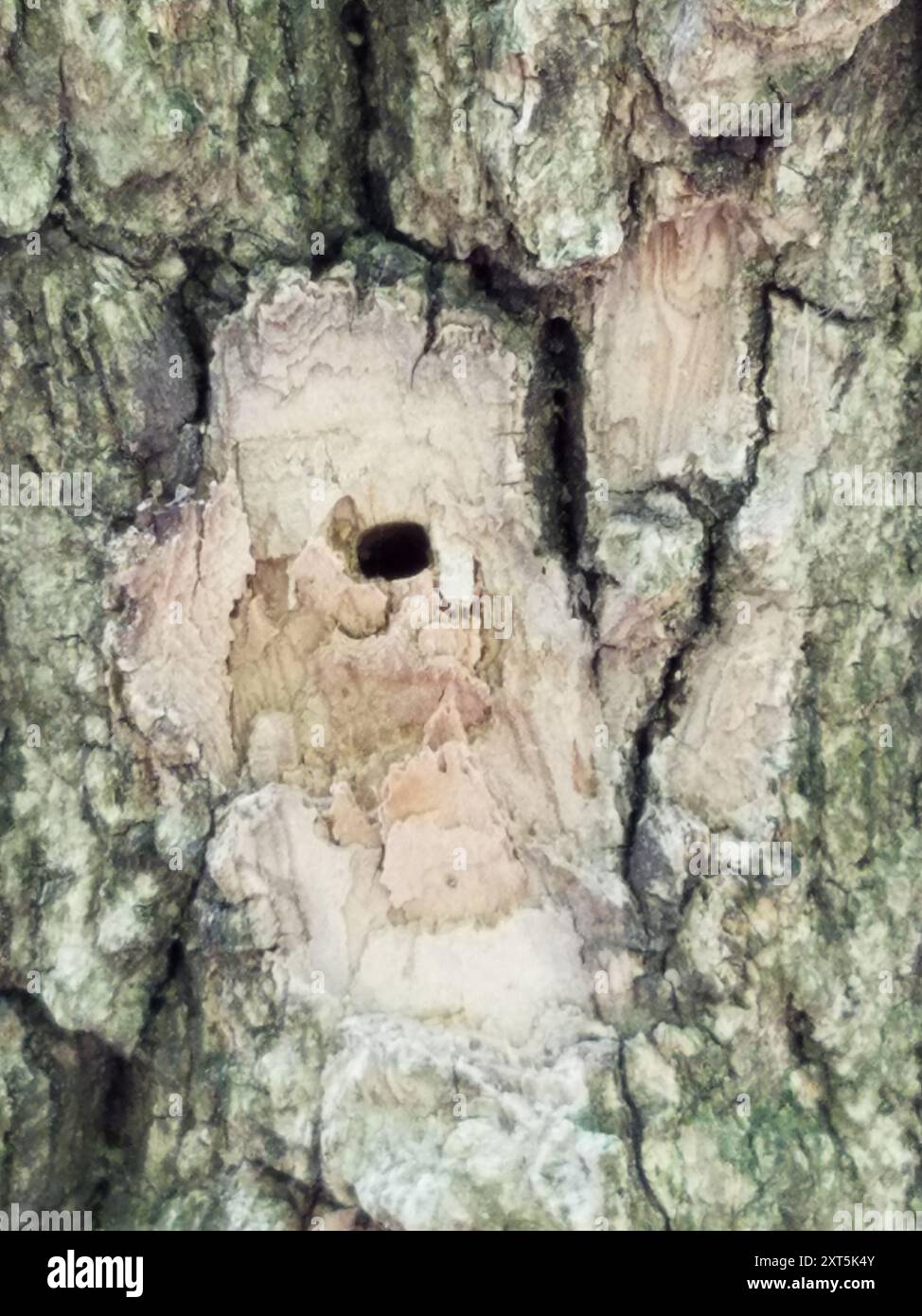 Emerald Ash Borer (Agrilus planipennis) Insecta Stock Photo - Alamy