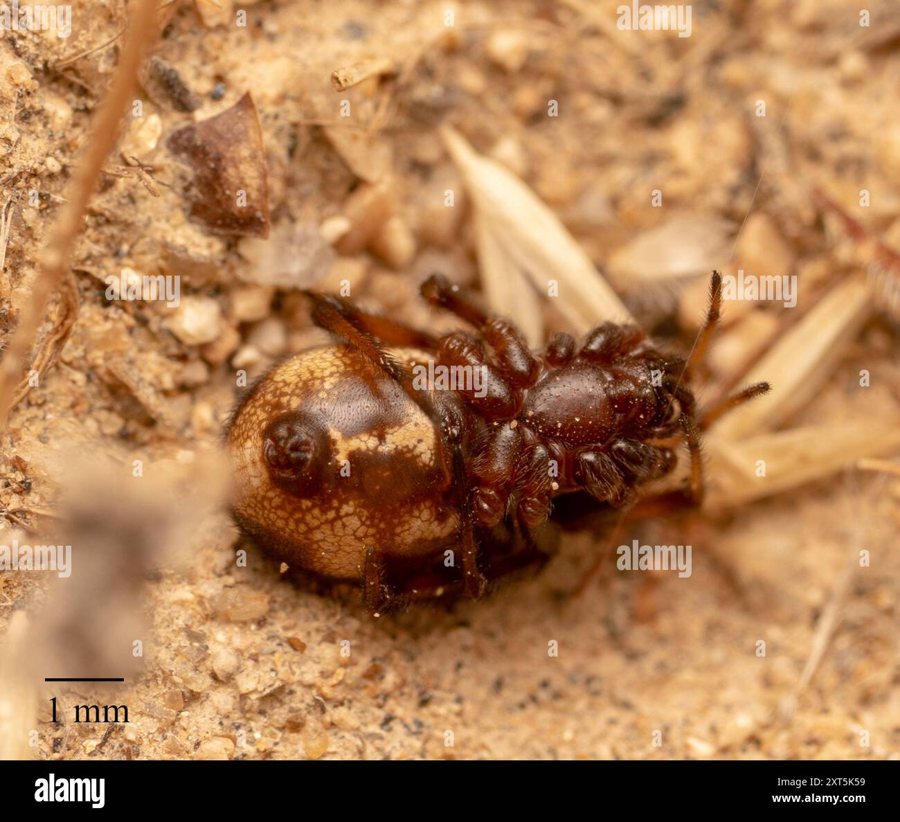 Comb-footed Spiders (Theridiidae) Arachnida Stock Photo - Alamy