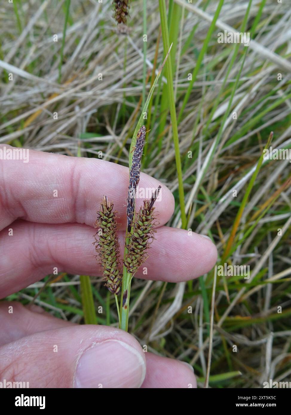 smooth black sedge (Carex nigra) Plantae Stock Photo - Alamy