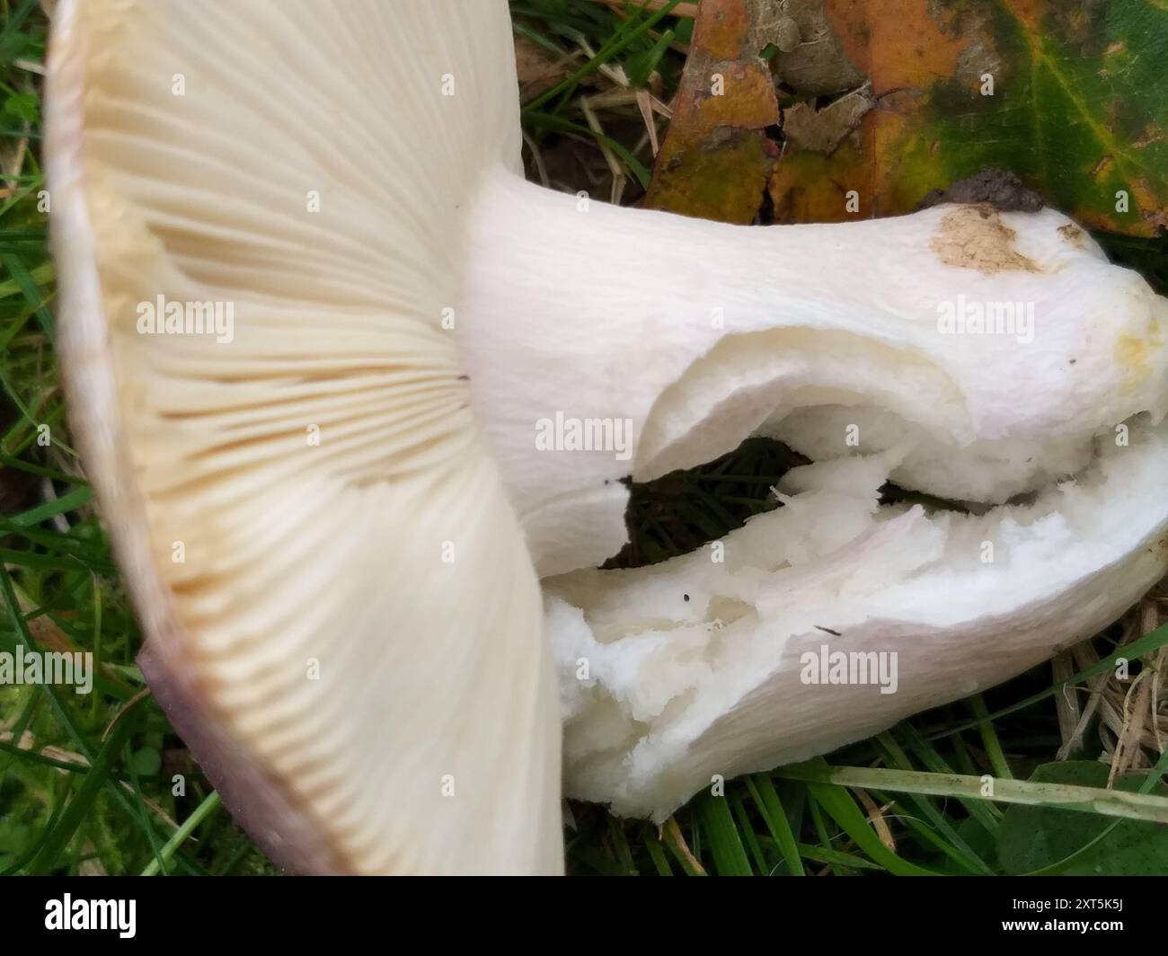 Purple Swamp Brittlegill (Russula nitida) Fungi Stock Photo - Alamy