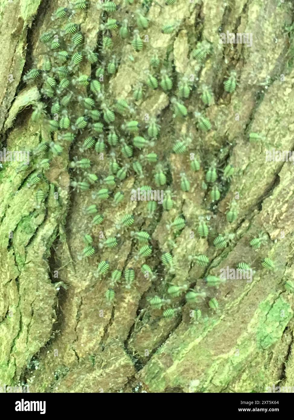 Tree Cattle (Cerastipsocus venosus) Insecta Stock Photo - Alamy