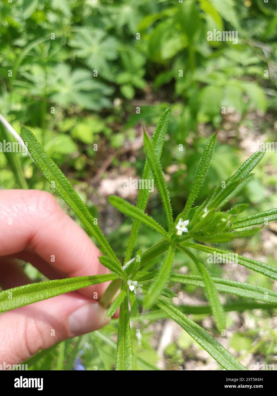 catchweed bedstraw (Galium aparine) Plantae Stock Photo - Alamy