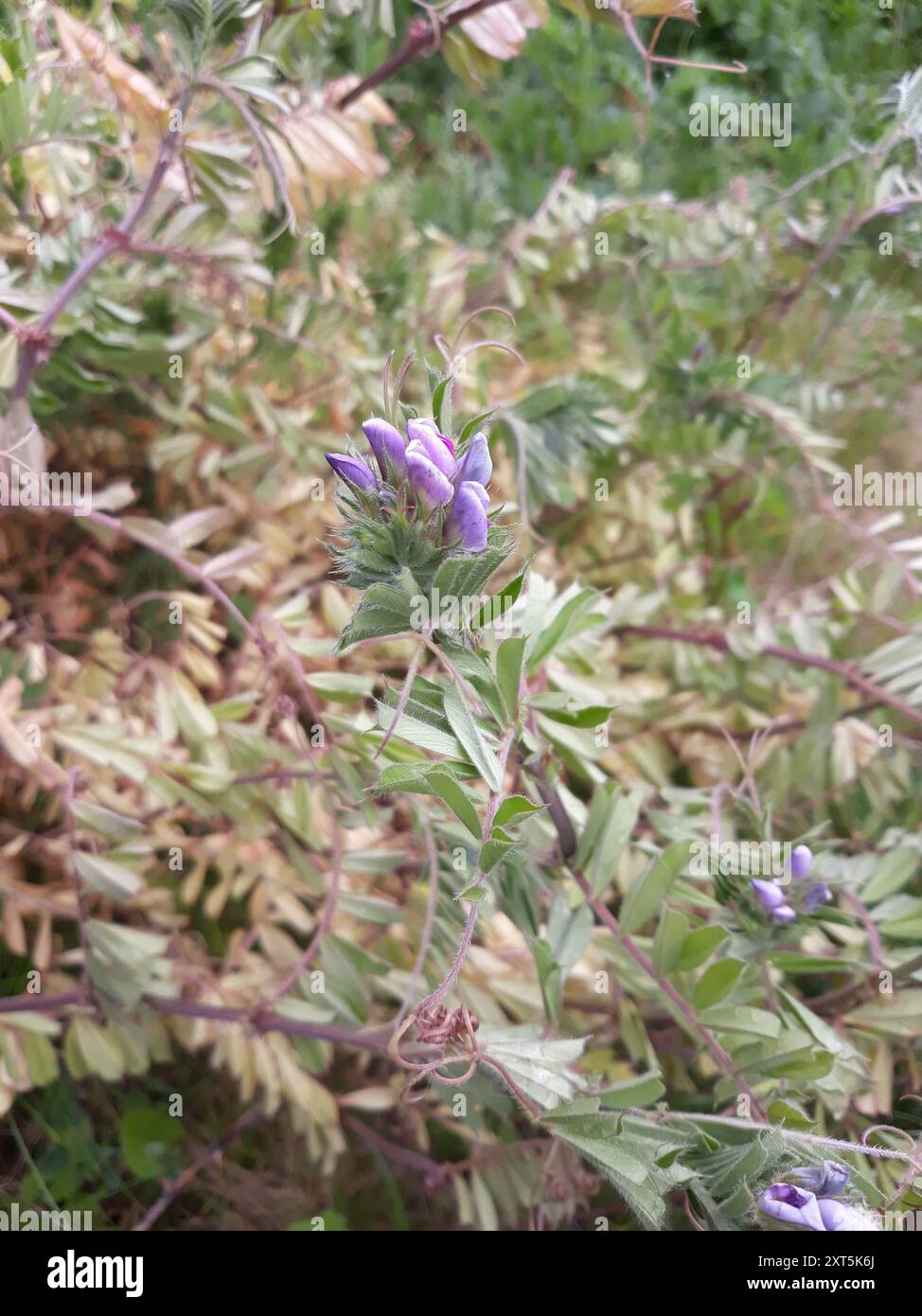Bush Vetch (Vicia sepium) Plantae Stock Photo - Alamy