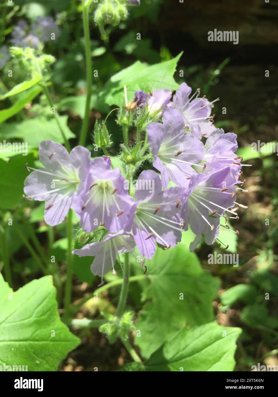 great waterleaf (Hydrophyllum appendiculatum) Plantae Stock Photo - Alamy