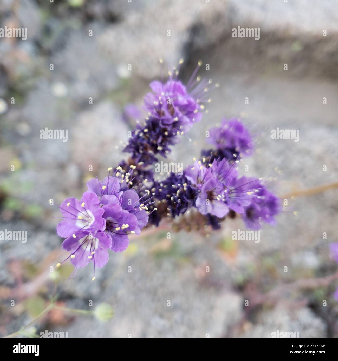 Notch-leaf Scorpionweed (Phacelia crenulata) Plantae Stock Photo - Alamy