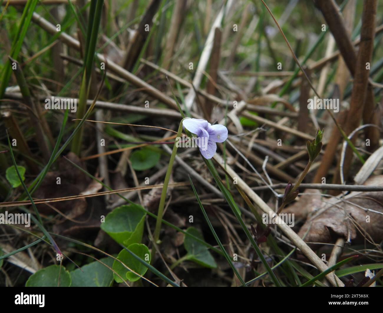 alpine marsh violet (Viola palustris) Plantae Stock Photo - Alamy