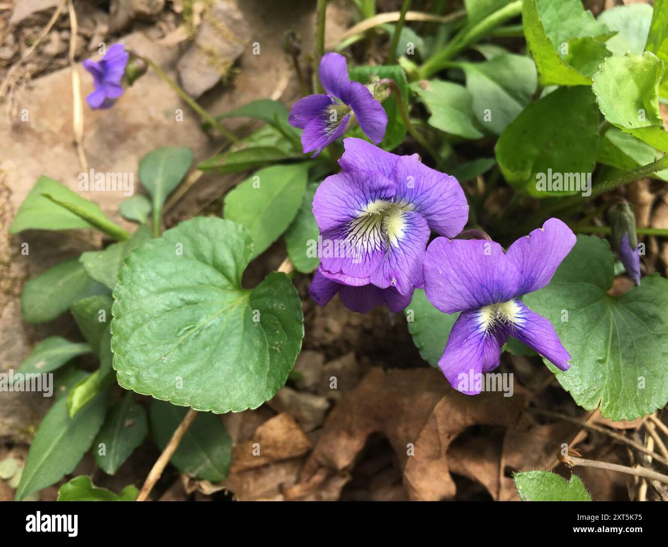 violets (Viola) Plantae Stock Photo - Alamy