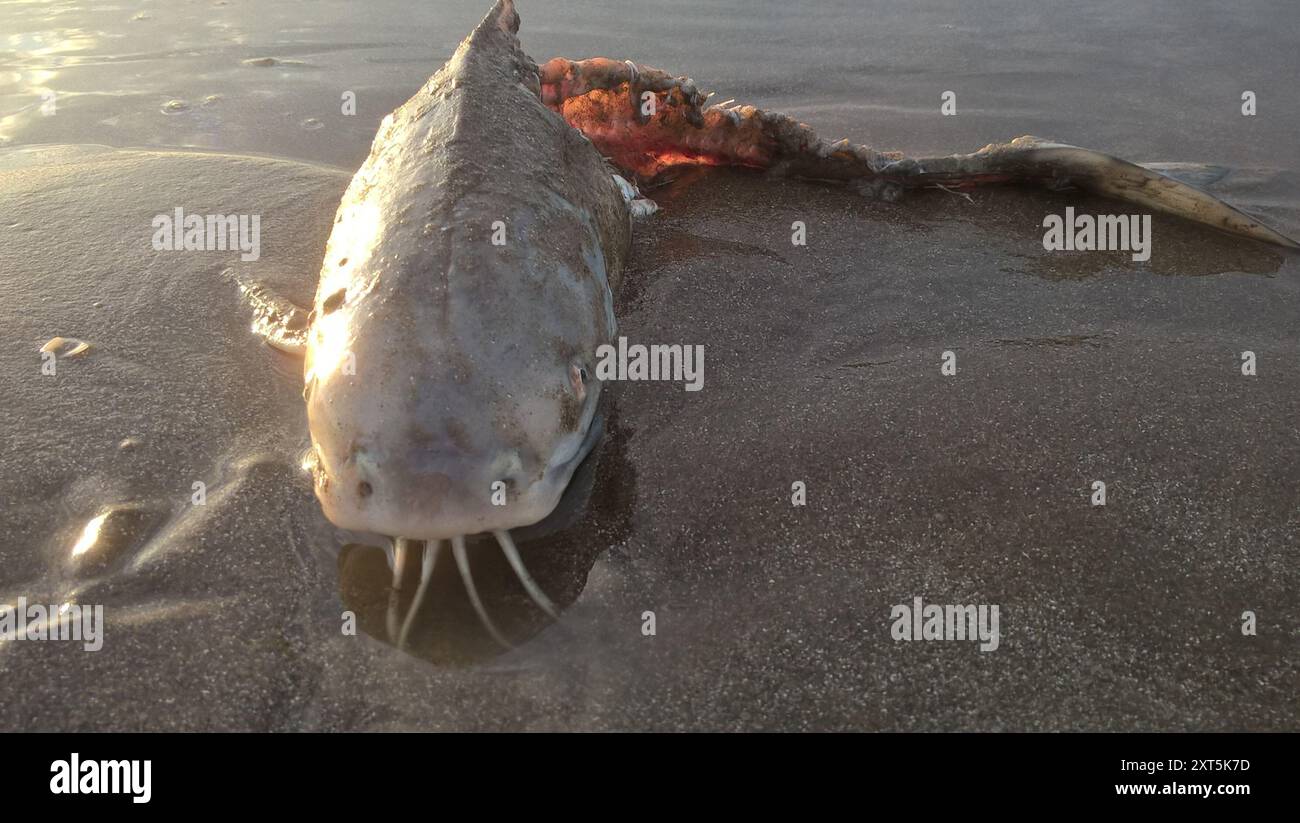 White Sea Catfish (Genidens barbus) Actinopterygii Stock Photo - Alamy