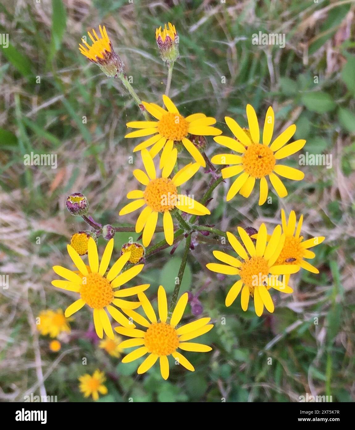 golden ragwort (Packera aurea) Plantae Stock Photo - Alamy