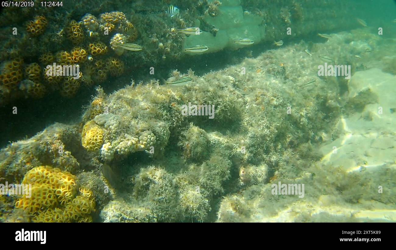 Atlantic Sergeant Major (Abudefduf saxatilis) Actinopterygii Stock ...