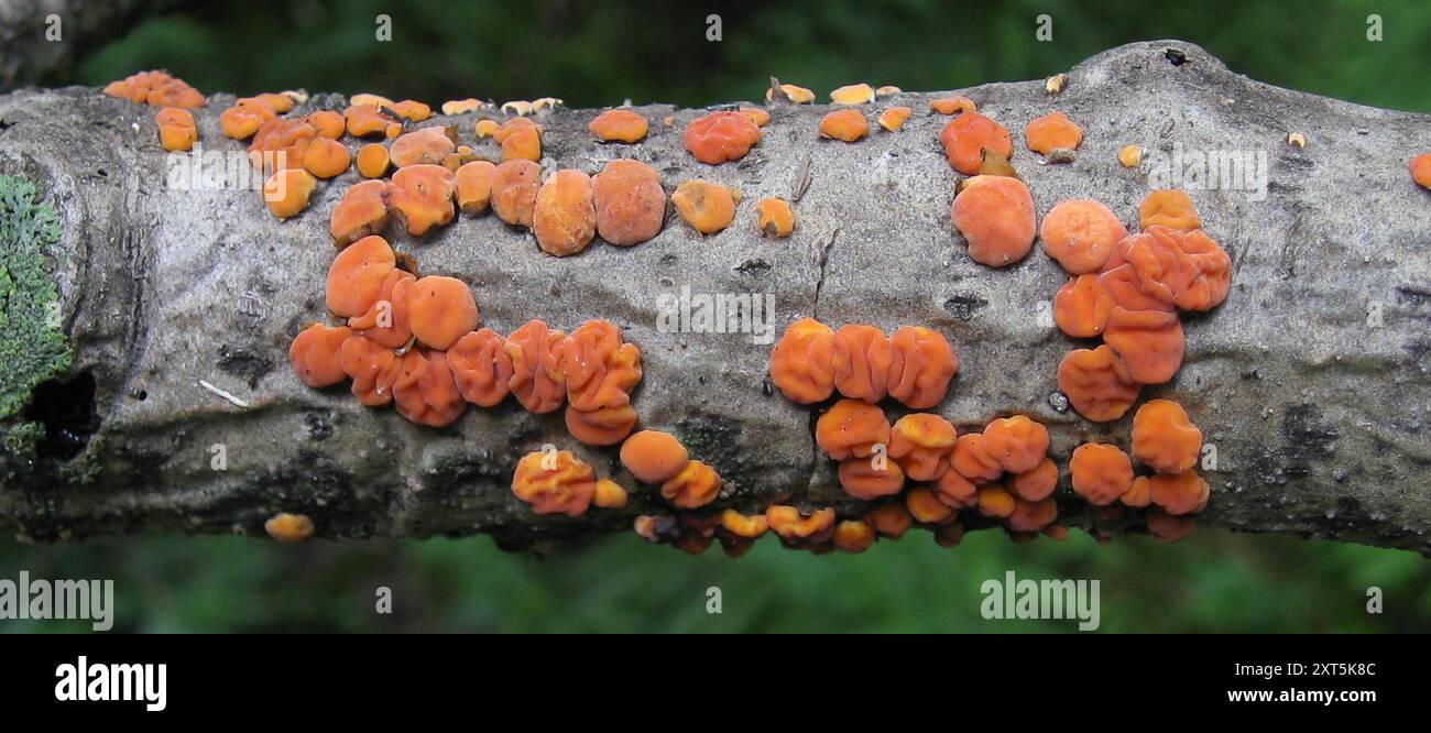 Red Tree Brain Fungus (Peniophora rufa) Fungi Stock Photo - Alamy