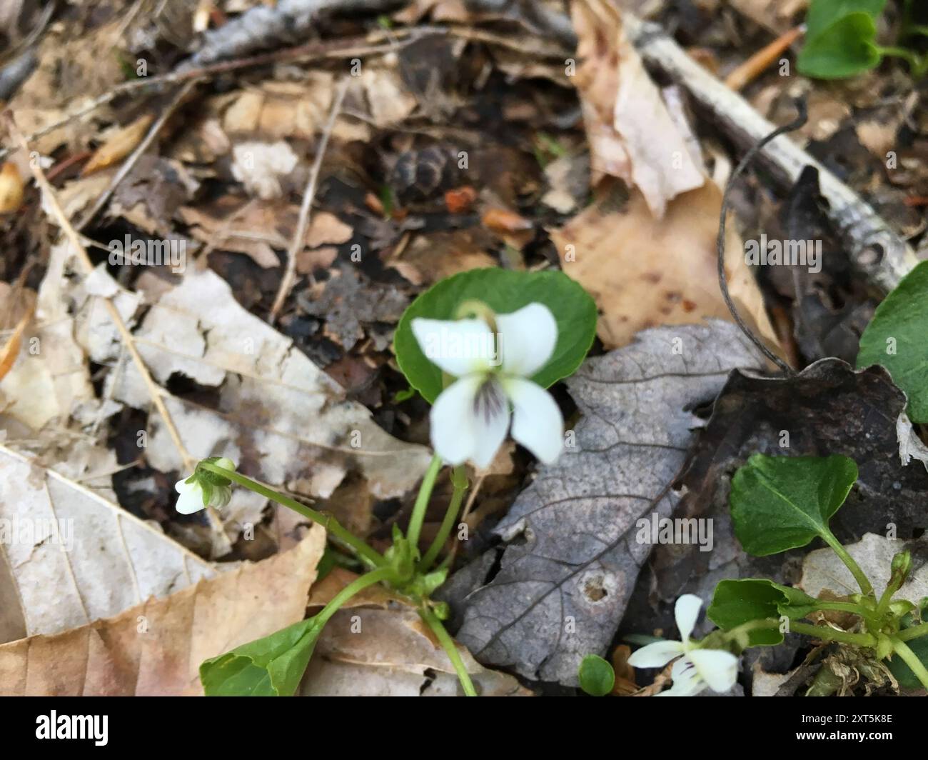 northern white violet (Viola minuscula) Plantae Stock Photo - Alamy
