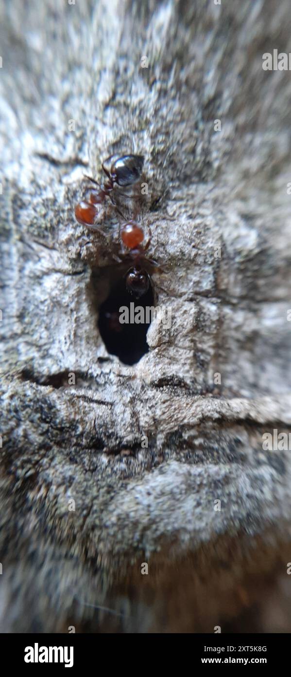 Mediterranean Acrobat Ant (Crematogaster scutellaris) Insecta Stock ...