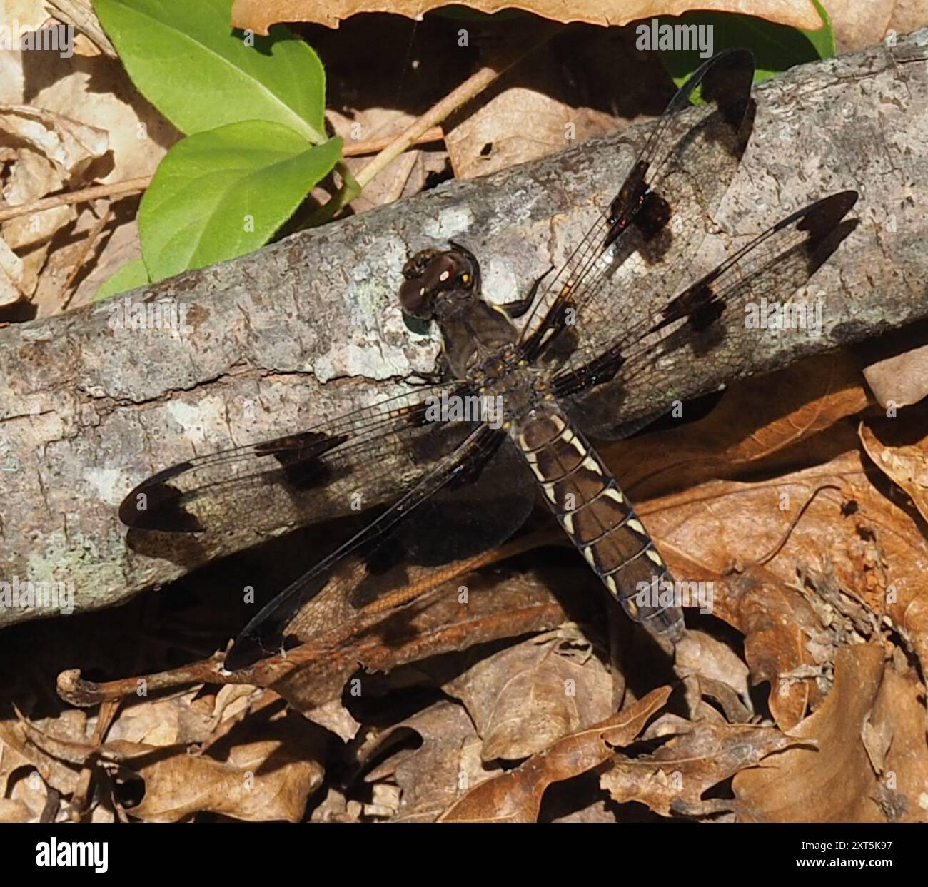 Common Whitetail (Plathemis lydia) Insecta Stock Photo - Alamy