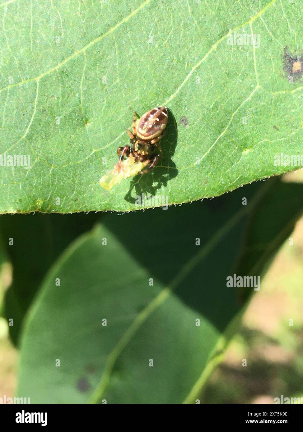 Golden Jumping Spider (Paraphidippus aurantius) Arachnida Stock Photo ...