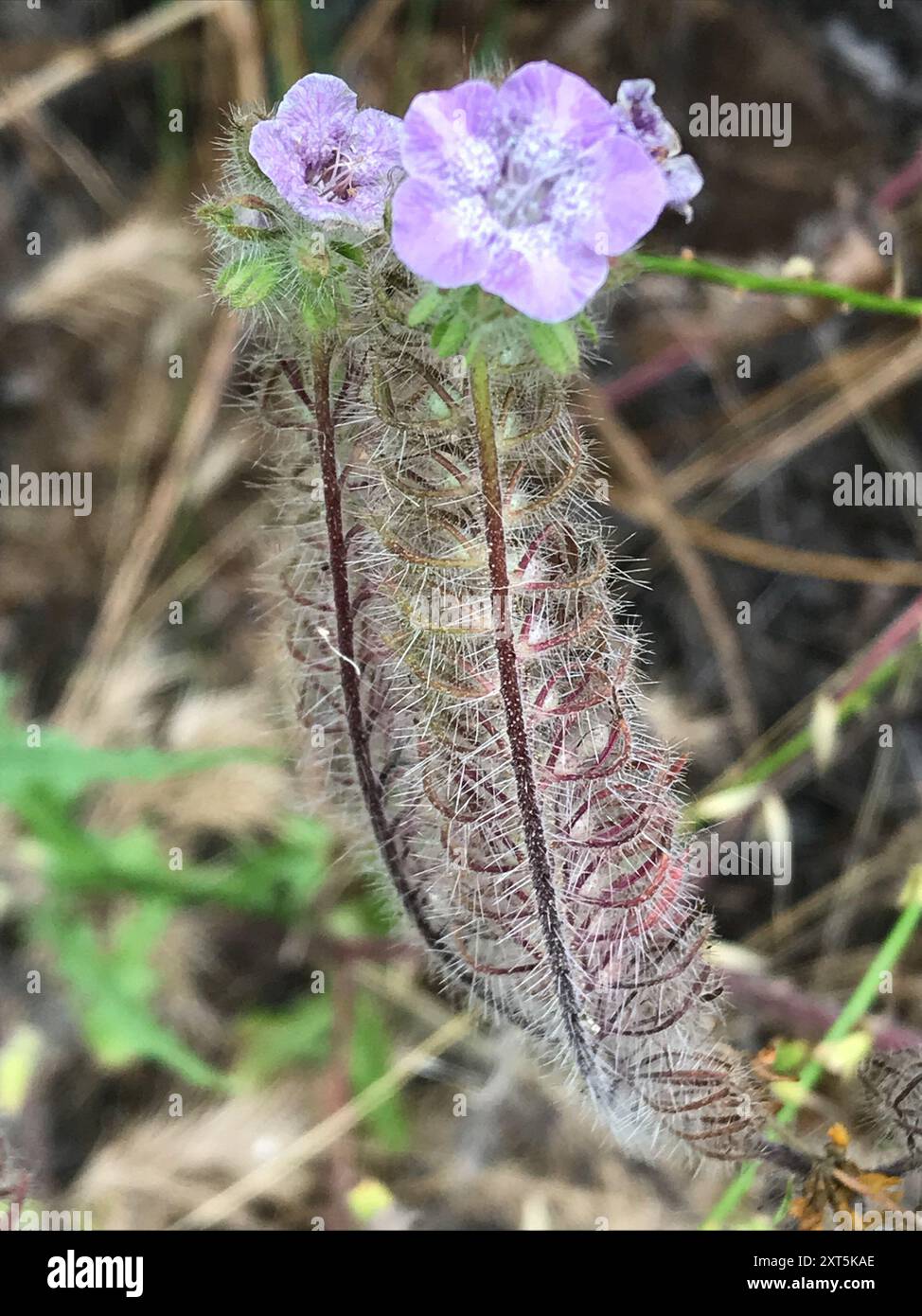 caterpillar phacelia (Phacelia cicutaria hispida) Plantae Stock Photo ...