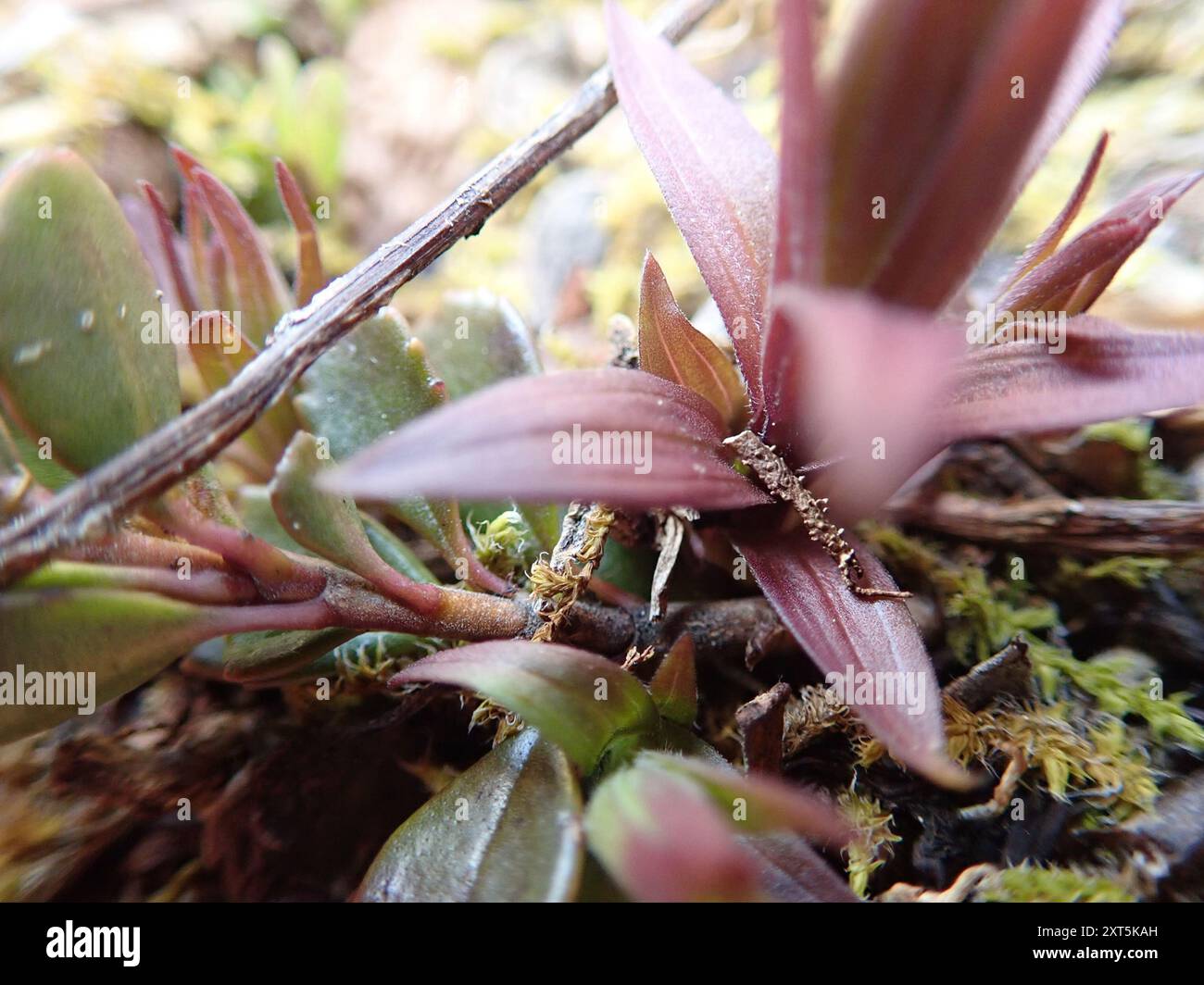 flowering plants (Angiospermae) Plantae Stock Photo - Alamy