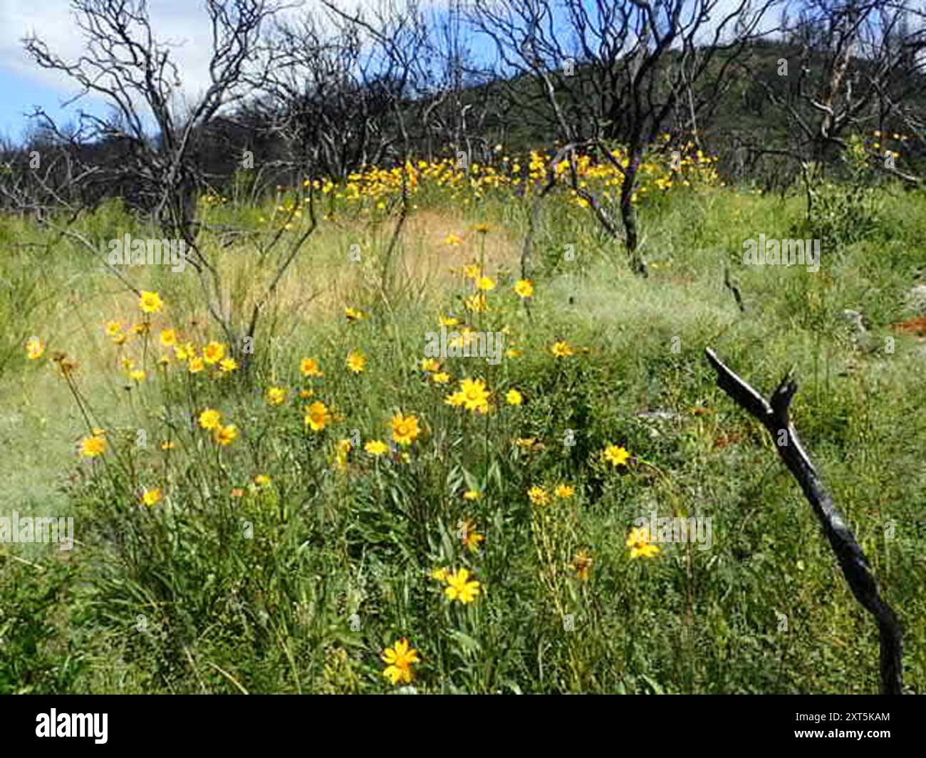 California Dwarf Sunflower (Helianthella californica) Plantae Stock ...