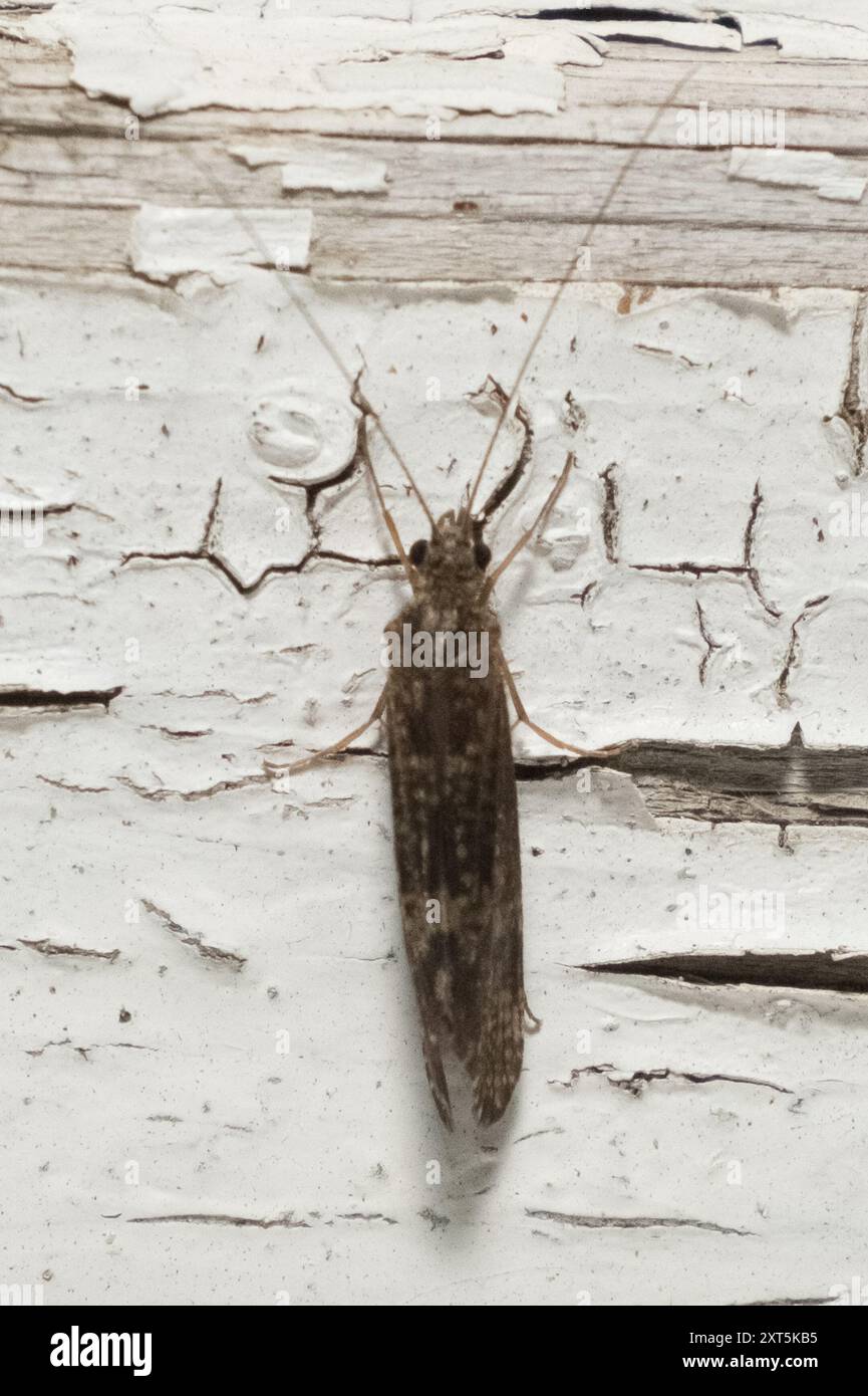 Caddisflies (Trichoptera) Insecta Stock Photo - Alamy