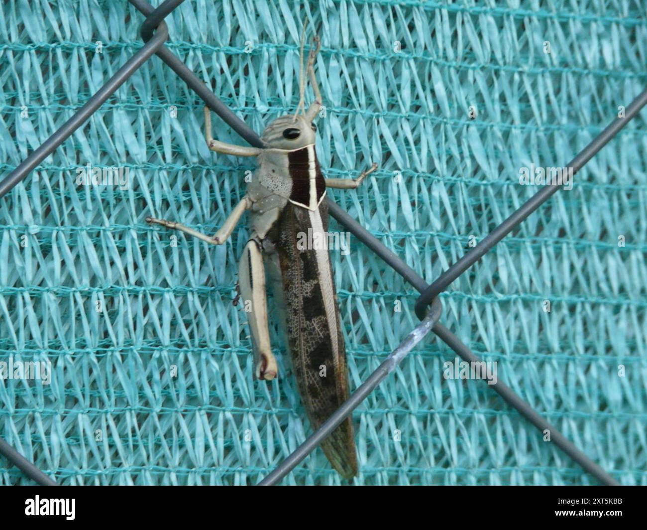 Garden Locust (Acanthacris ruficornis) Insecta Stock Photo - Alamy