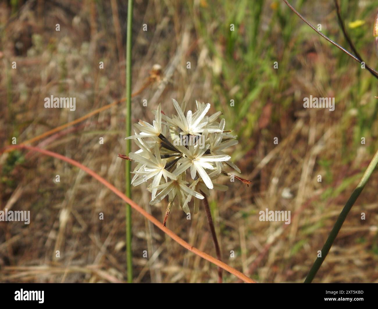 Blow Wives (Achyrachaena mollis) Plantae Stock Photo - Alamy