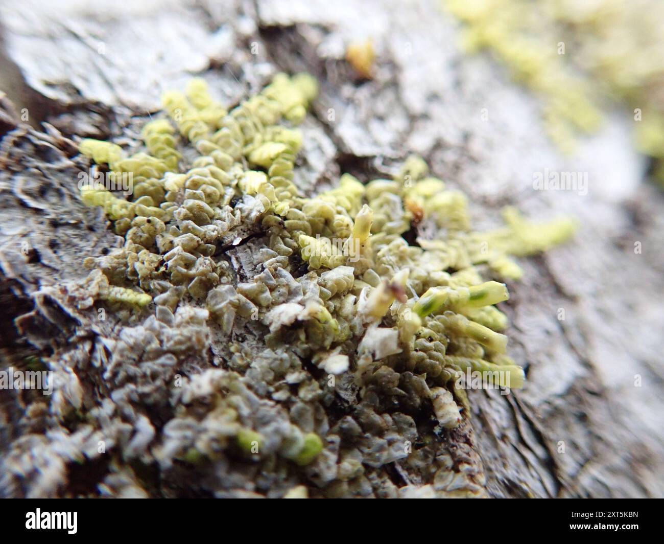 Flat-leaved Scalewort (Radula complanata) Plantae Stock Photo - Alamy