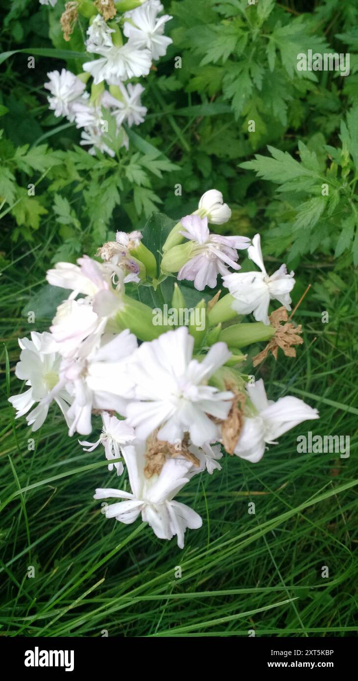 common soapwort (Saponaria officinalis) Plantae Stock Photo - Alamy
