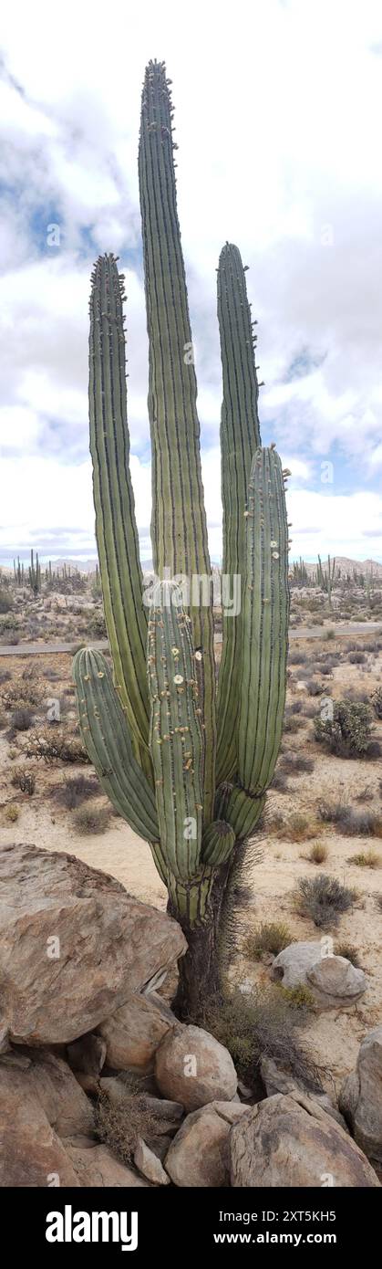Mexican Giant Cactus (Pachycereus pringlei) Plantae Stock Photo - Alamy