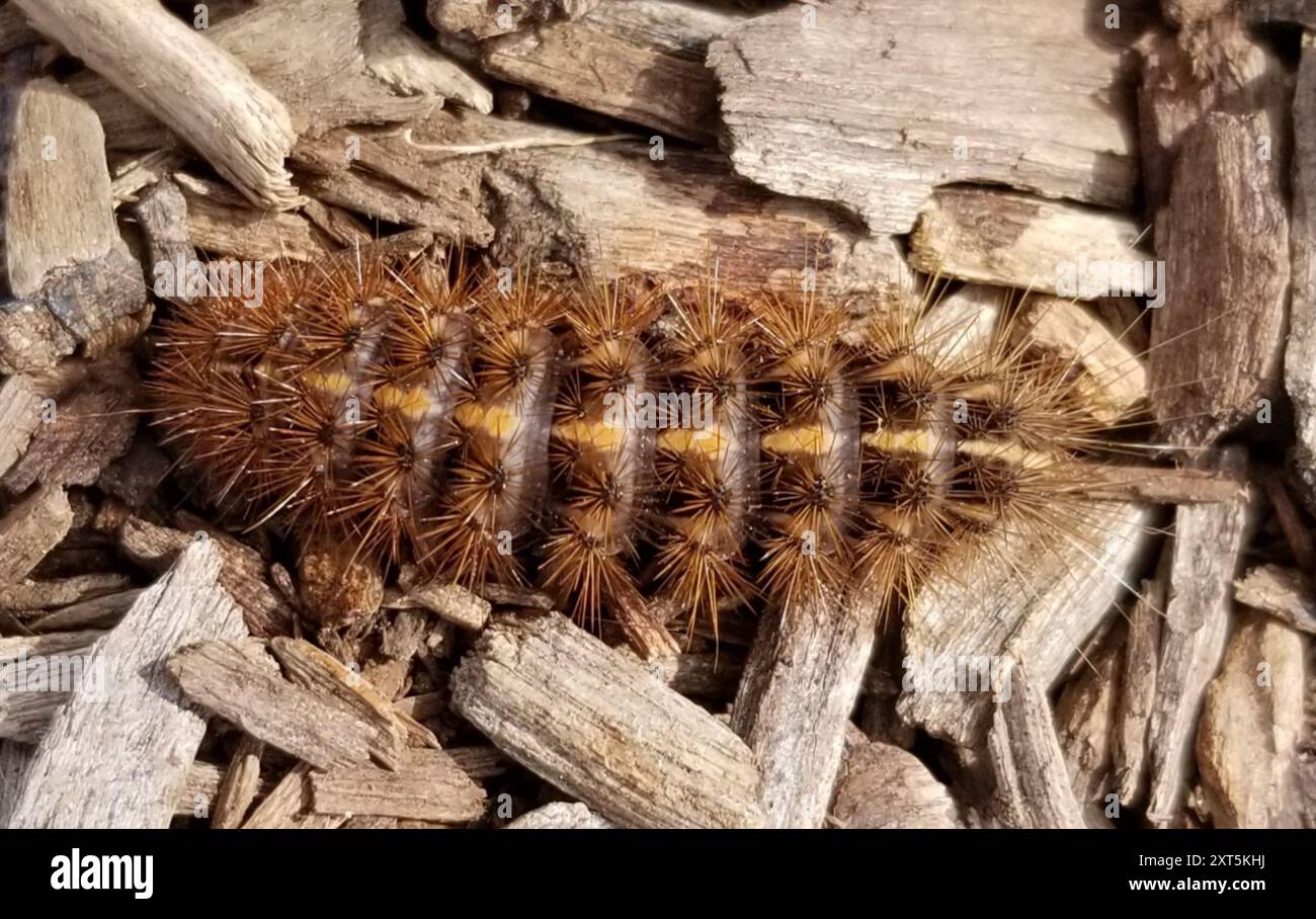 Tiger Moths (Arctiini) Insecta Stock Photo - Alamy