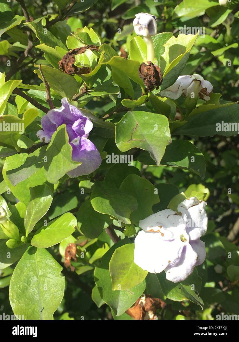 Brazil raintree (Brunfelsia pauciflora) Plantae Stock Photo - Alamy