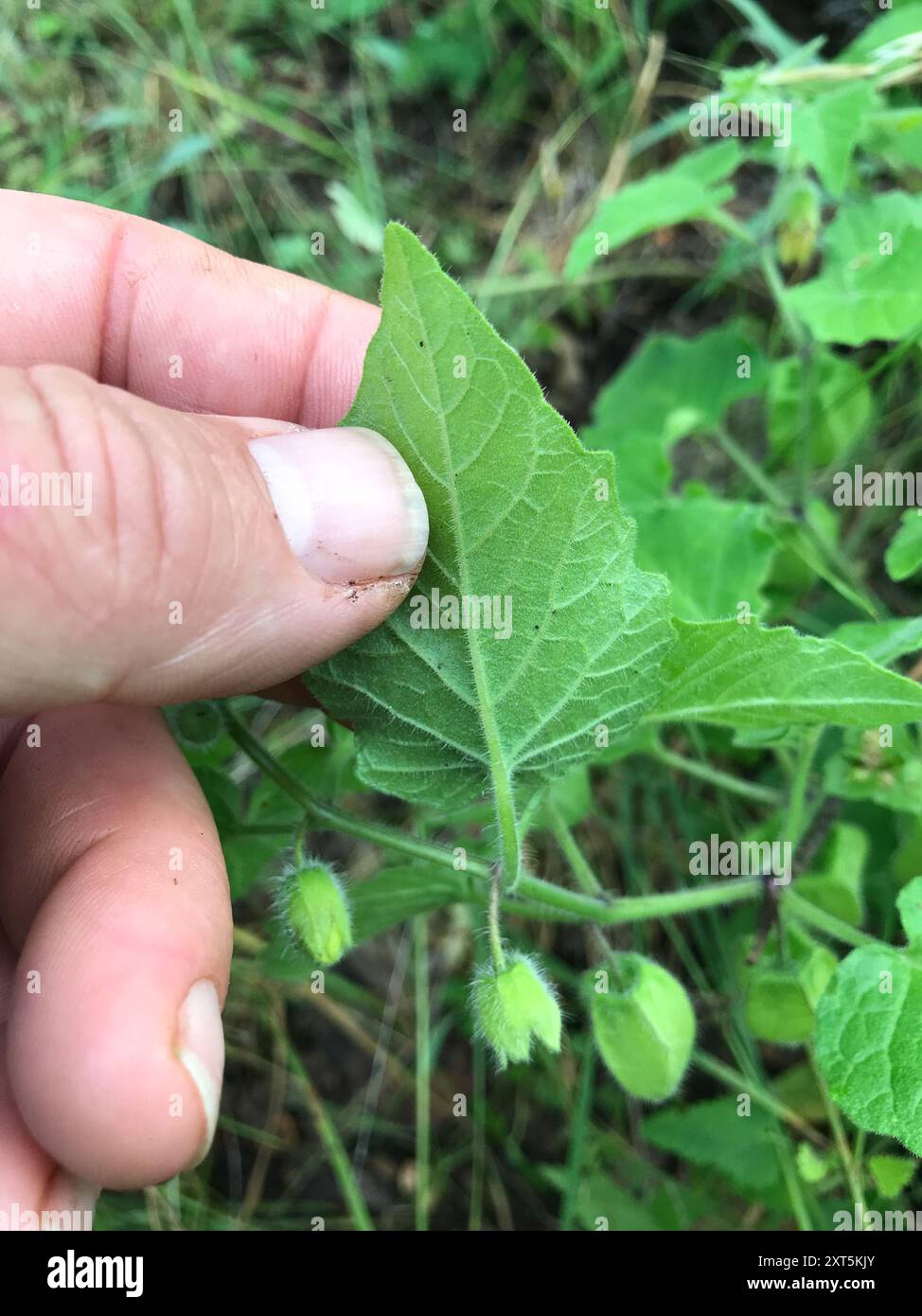 clammy groundcherry (Physalis heterophylla) Plantae Stock Photo - Alamy