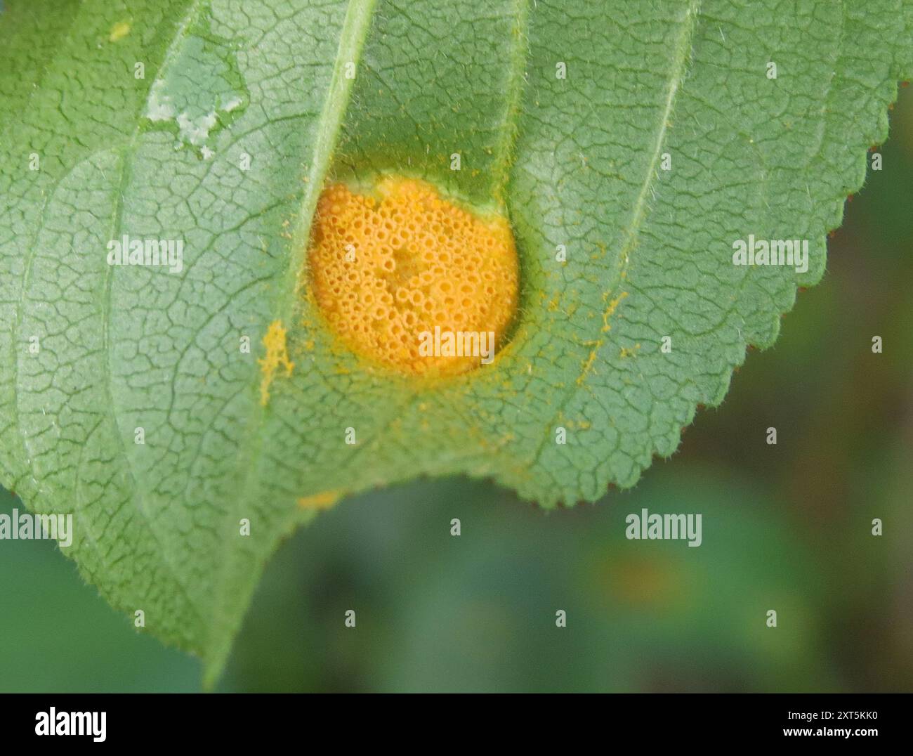 Crown Rust (Puccinia coronata) Fungi Stock Photo - Alamy