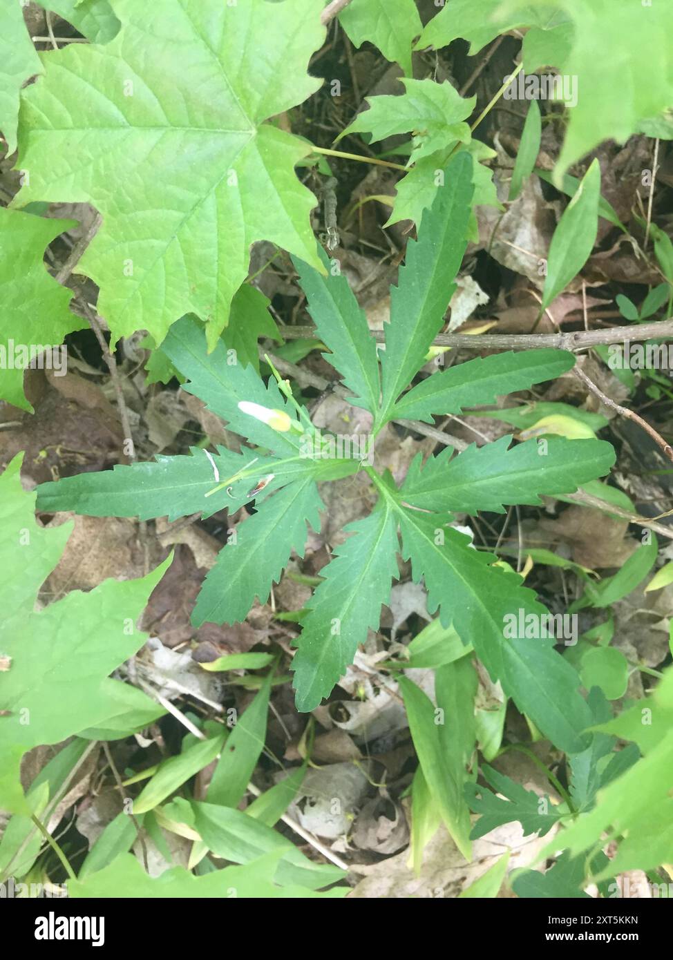 cut-leaved toothwort (Cardamine concatenata) Plantae Stock Photo - Alamy