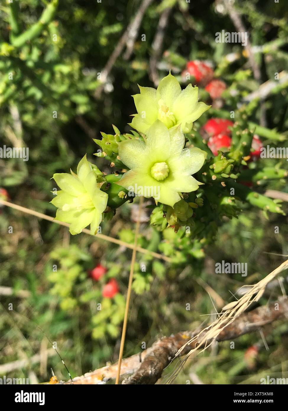 Christmas cholla (Cylindropuntia leptocaulis) Plantae Stock Photo - Alamy