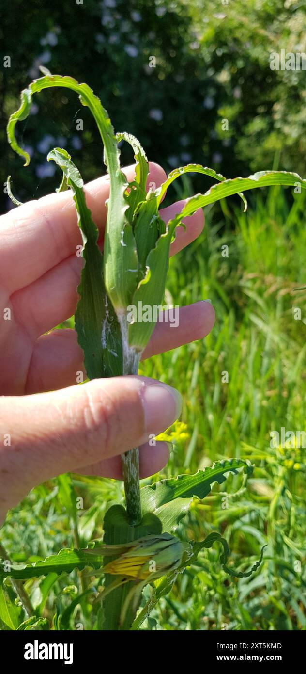 Salsifies (Tragopogon) Plantae Stock Photo - Alamy