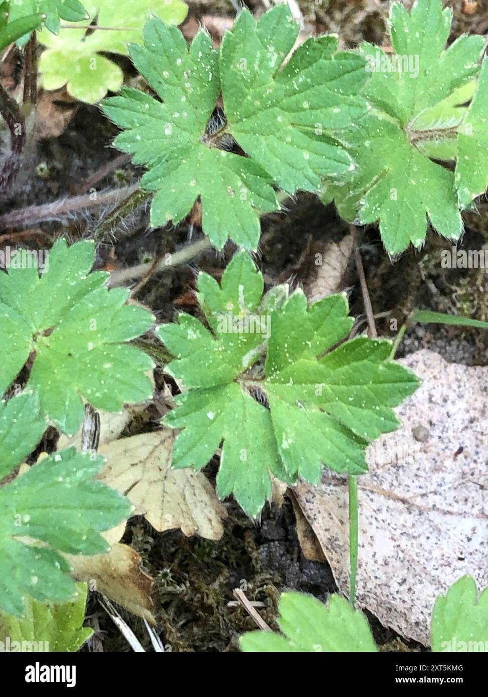 bulbous buttercup (Ranunculus bulbosus) Plantae Stock Photo - Alamy