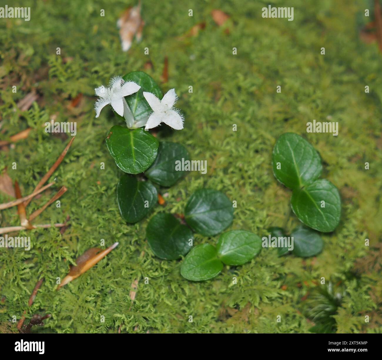 partridgeberry (Mitchella repens) Plantae Stock Photo - Alamy