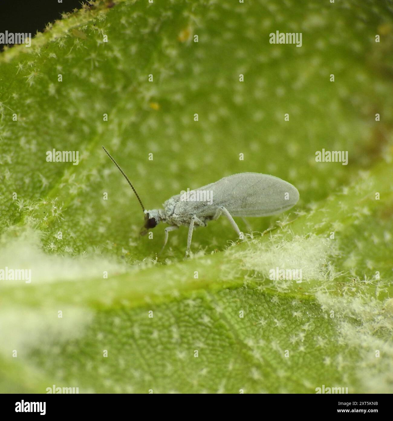 Dusty-winged Lacewings (Coniopterygidae) Insecta Stock Photo - Alamy