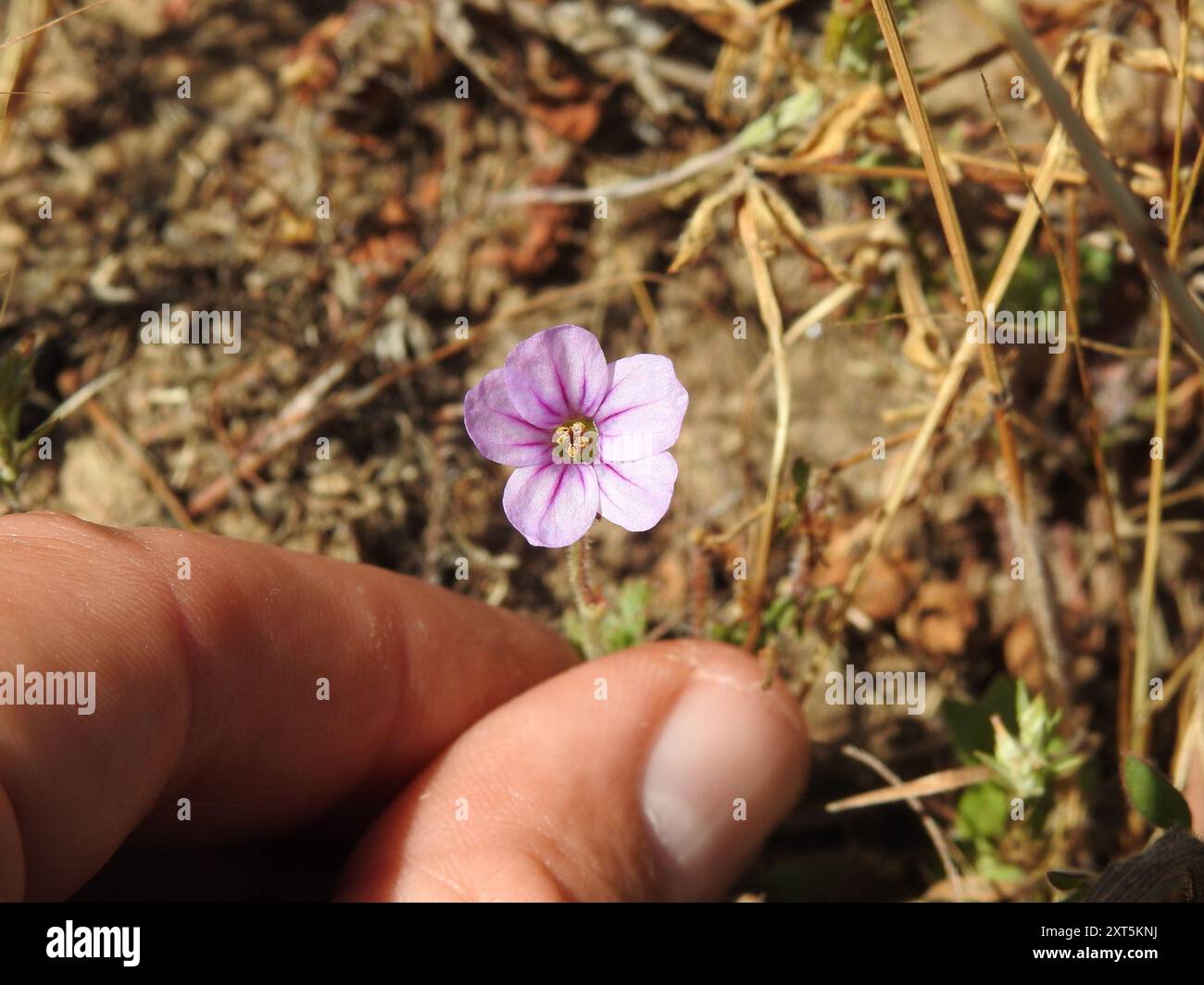 Mediterranean Stork's-bill (Erodium botrys) Plantae Stock Photo - Alamy
