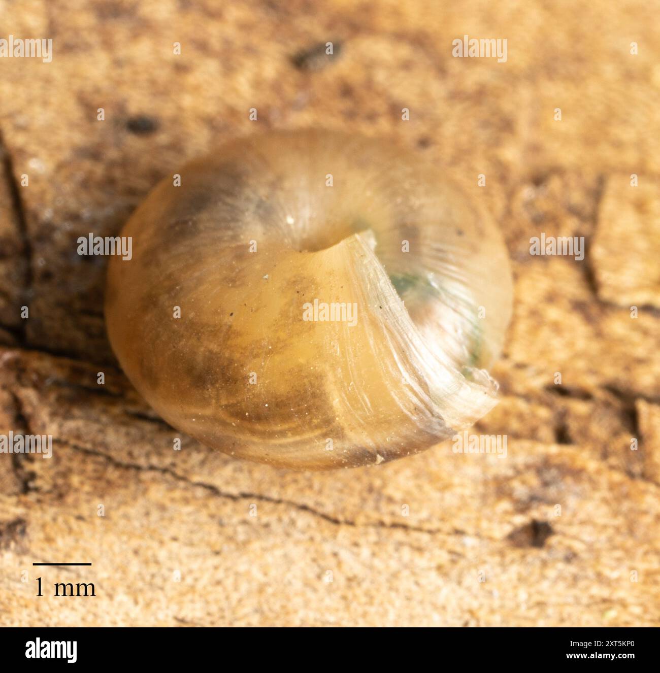 Gastropods (Gastropoda) Mollusca Stock Photo - Alamy