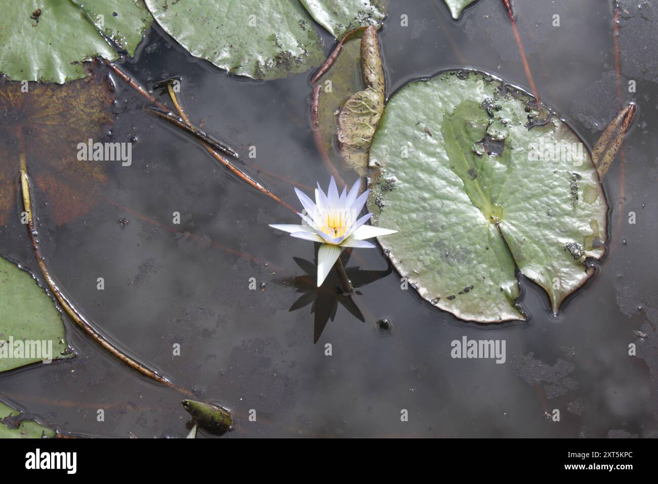 Blue Water Lily (Nymphaea nouchali caerulea) Plantae Stock Photo - Alamy