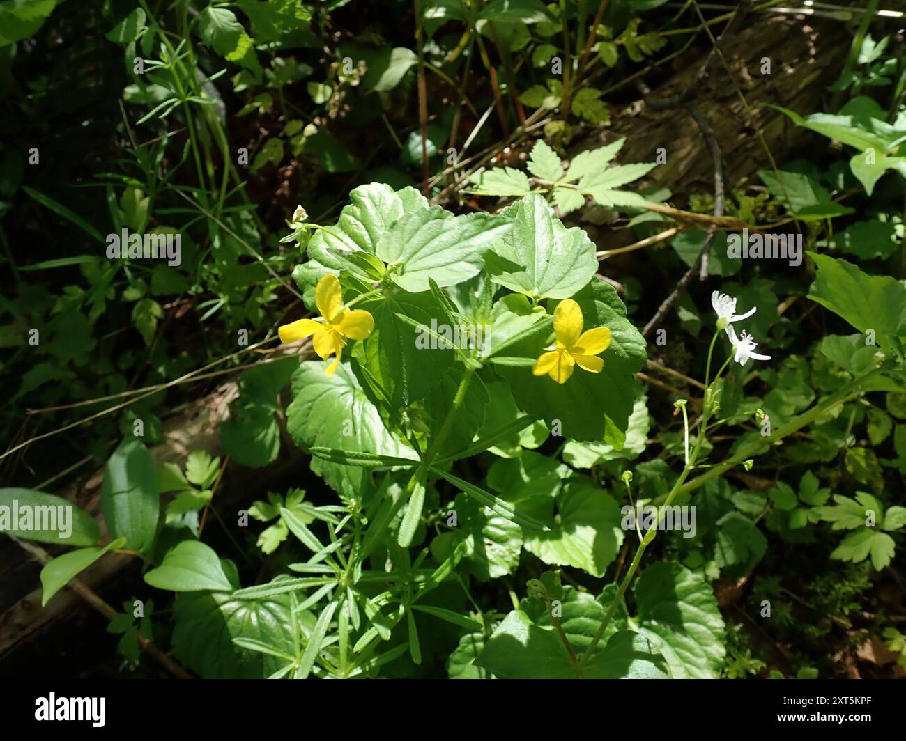 stream violet (Viola glabella) Plantae Stock Photo - Alamy