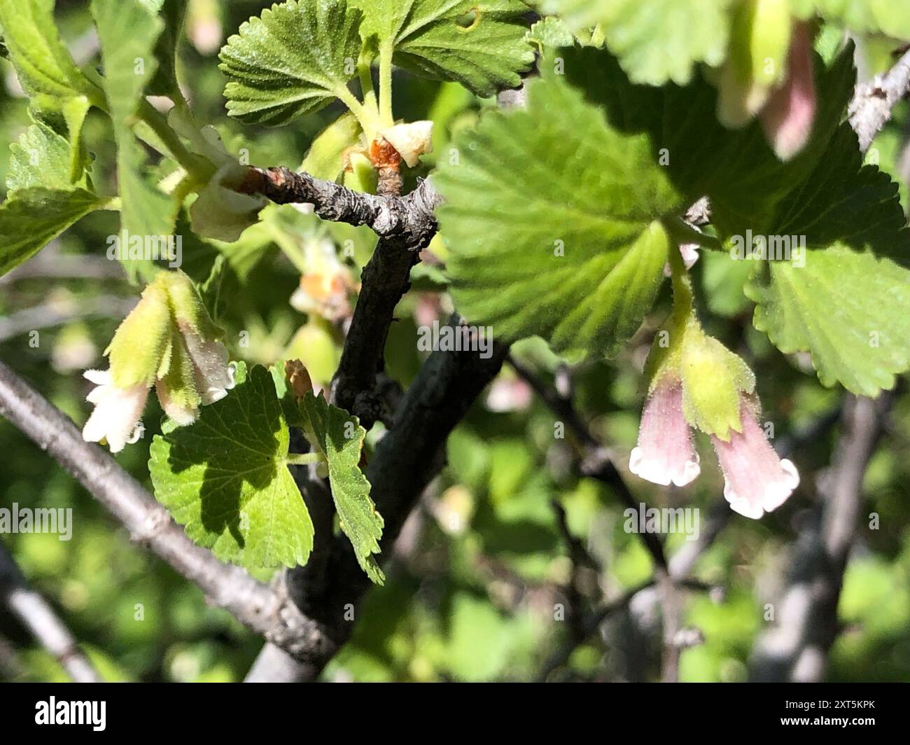wax currant (Ribes cereum) Plantae Stock Photo - Alamy