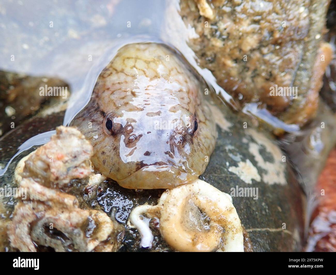Northern Clingfish (Gobiesox maeandricus) Actinopterygii Stock Photo ...
