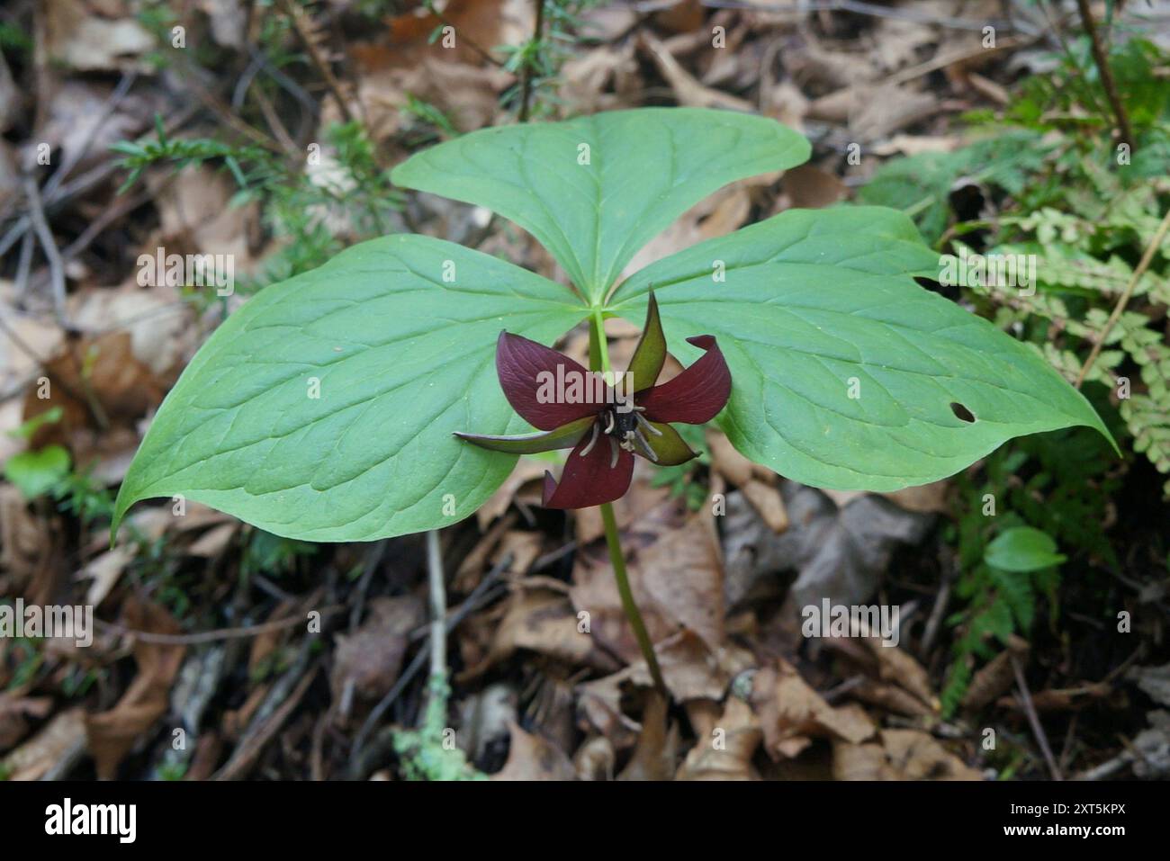 red trillium (Trillium erectum) Plantae Stock Photo - Alamy