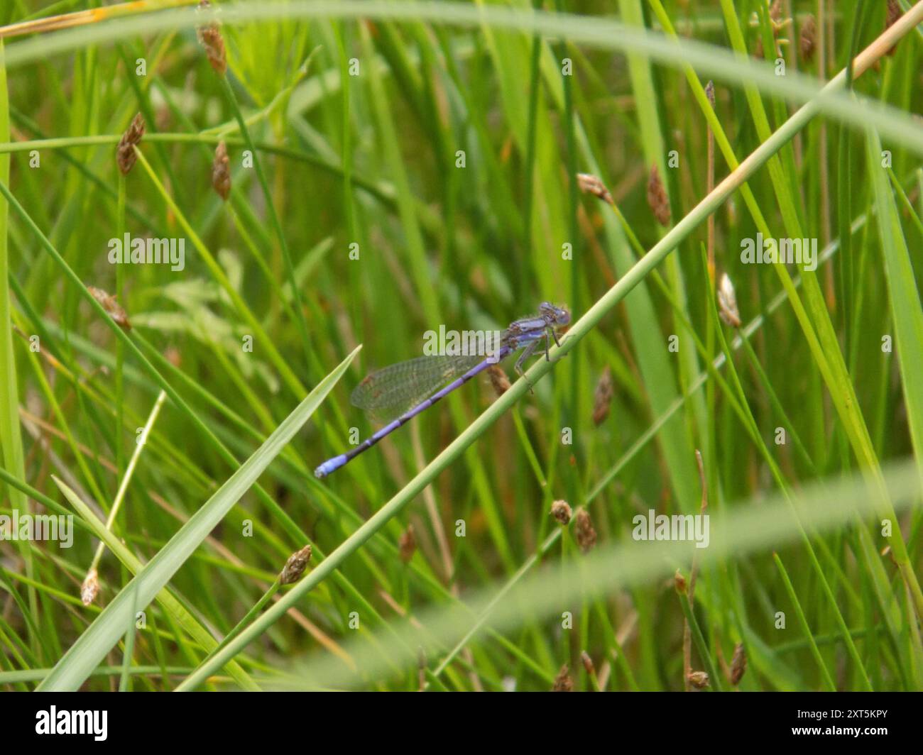 Variable Dancer (Argia fumipennis) Insecta Stock Photo - Alamy